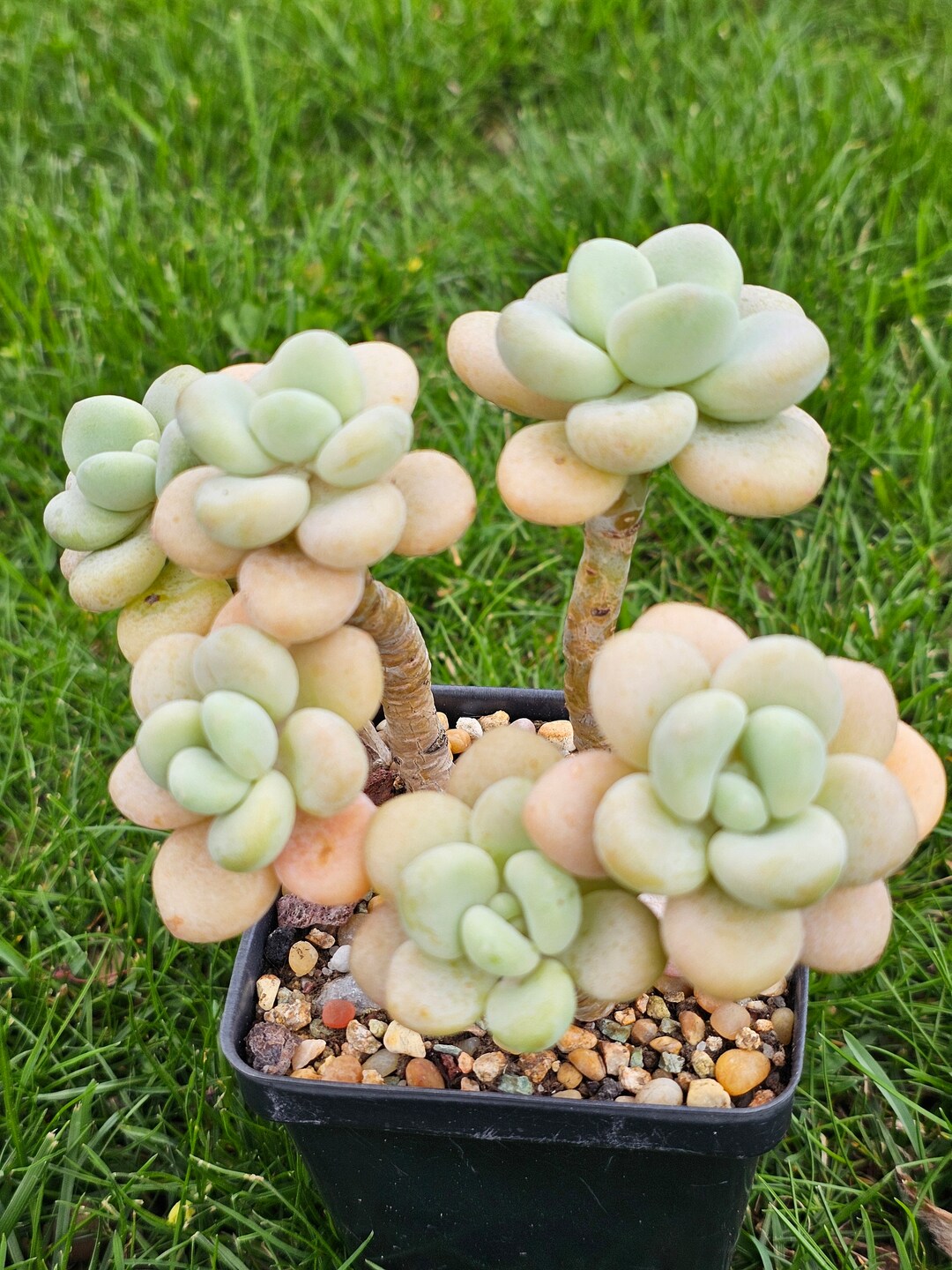 Graptosedum Miul Cluster Korean Imported Succulent / 洛神群 - Etsy