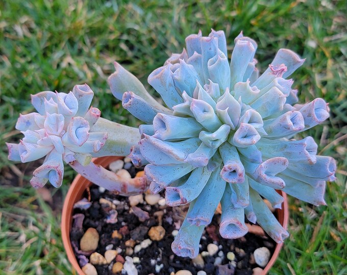 Echeveria Pink Trumpet pig Nose Korean Succulent / 猪鼻仔 - Etsy