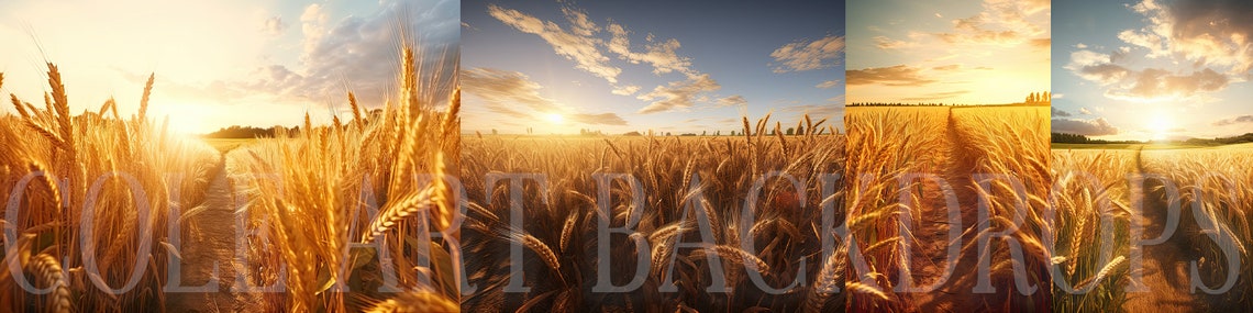 Wheat Fields Set Digital Backdrops, Maternity Backdrop Overlays, Studio ...