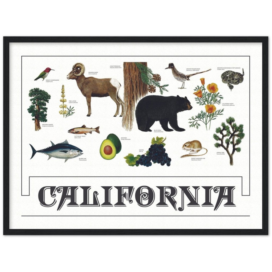 California Native Poster - Framed - Vintage Wildlife Botanical ...
