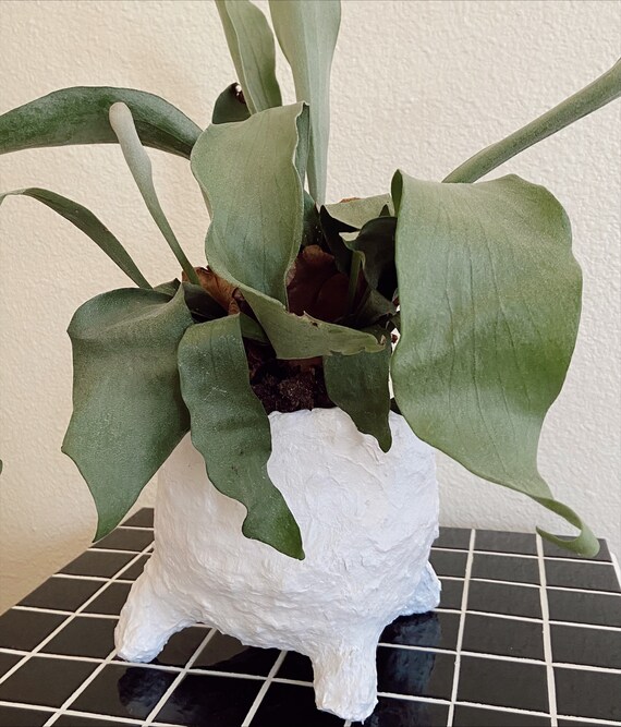 Monolithic Plaster Plant Pot Outdoor & Gardening Planters & Pots Indoor ...