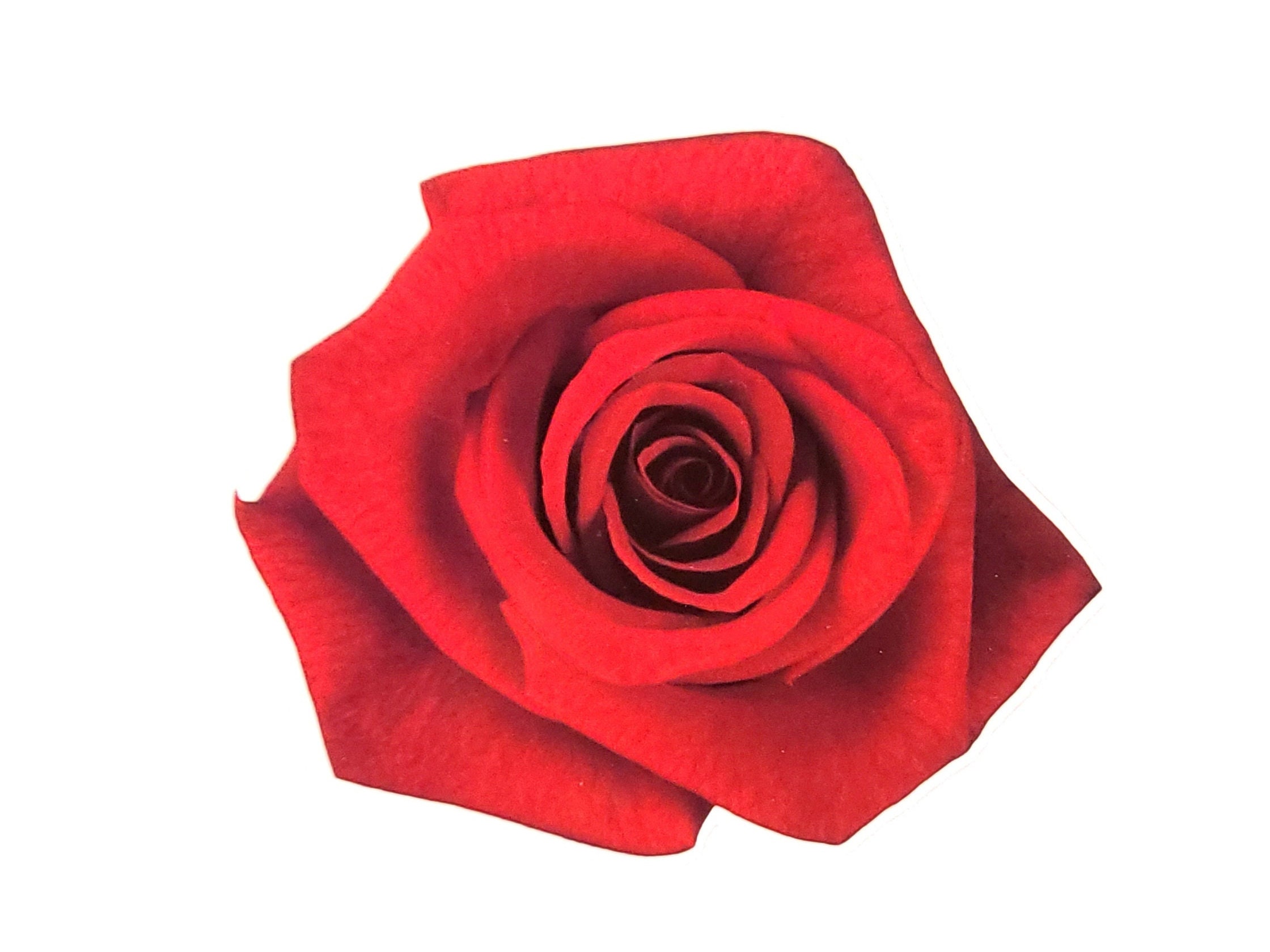 Red Rose Flower Decal/ God's CREATION Sticker /laptop Stickers ...