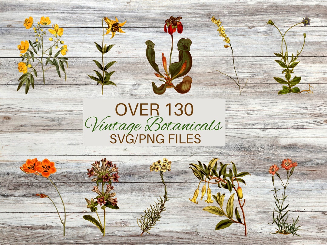 Botanical Svg Bundle Vintage Botanicals Floral Svg Flower Svg Botanical ...