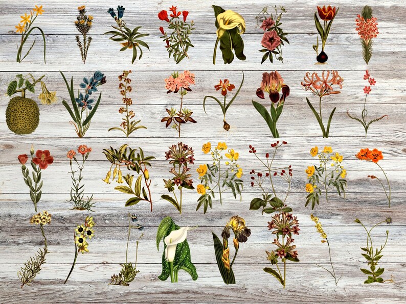 Botanical Svg Bundle Vintage Botanicals Floral Svg Flower Svg Botanical ...