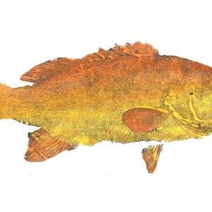 Golden Grouper Gyotaku Print - Mycteroperca Rosacea by Adrià Bosch - Etsy