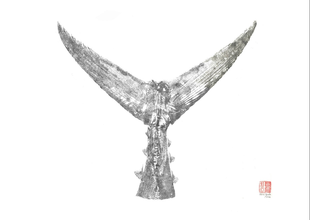 Yellow Fin Tuna Tail Gyotaku Print by Adrià Bosch - Thunnus Albacares ...