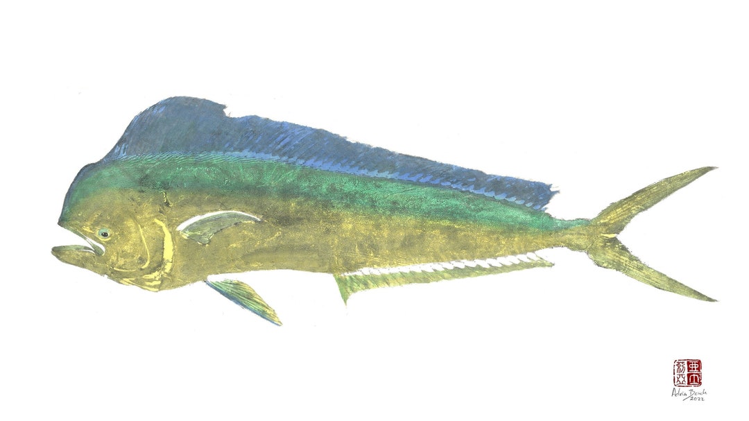 Bull Mahi Mahi Gyotaku Print by Adrià Bosch - Coryphaena Hippurus - Etsy