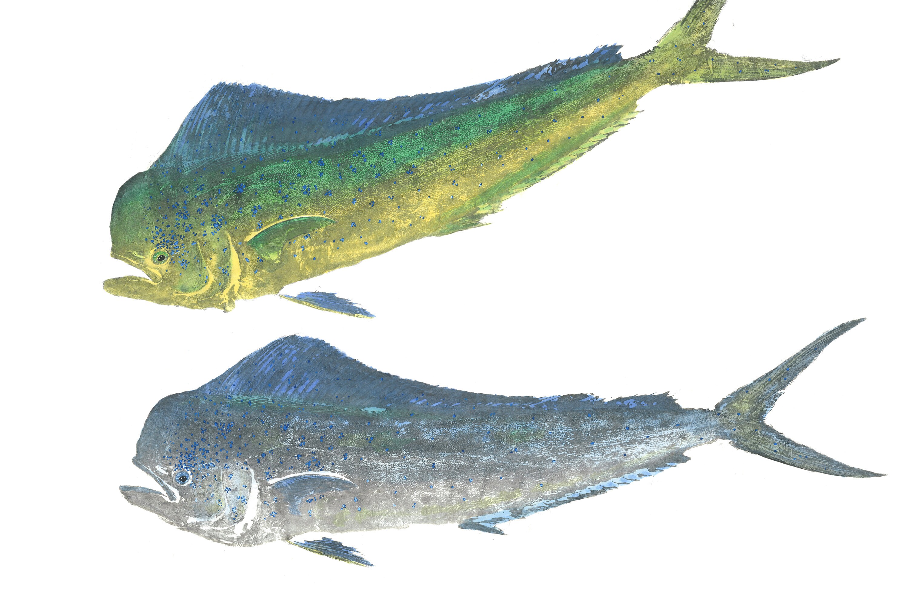 Doble Yellow and Blue Mahi Mahi Gyotaku De Adrià Bosch - Etsy