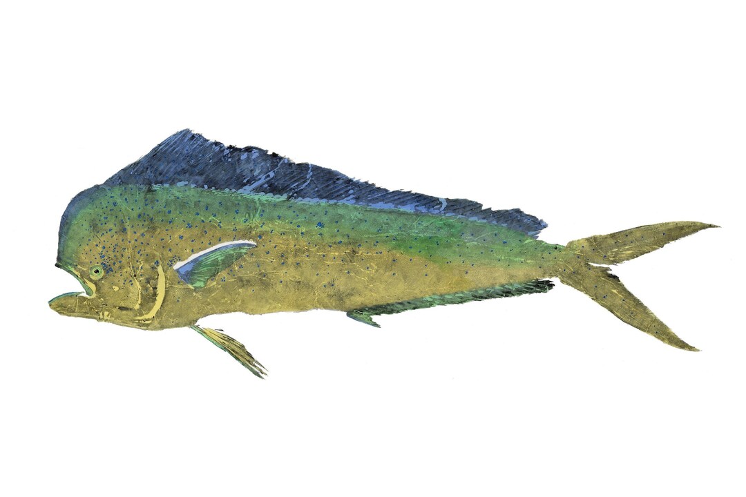 Lámina Big Bull Mahi Mahi Gyotaku De Adrià Bosch - Etsy