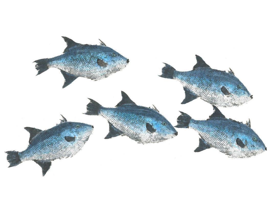 Rough Triggerfish School, Canthidermis Maculata Gyotaku Print by Adrià ...