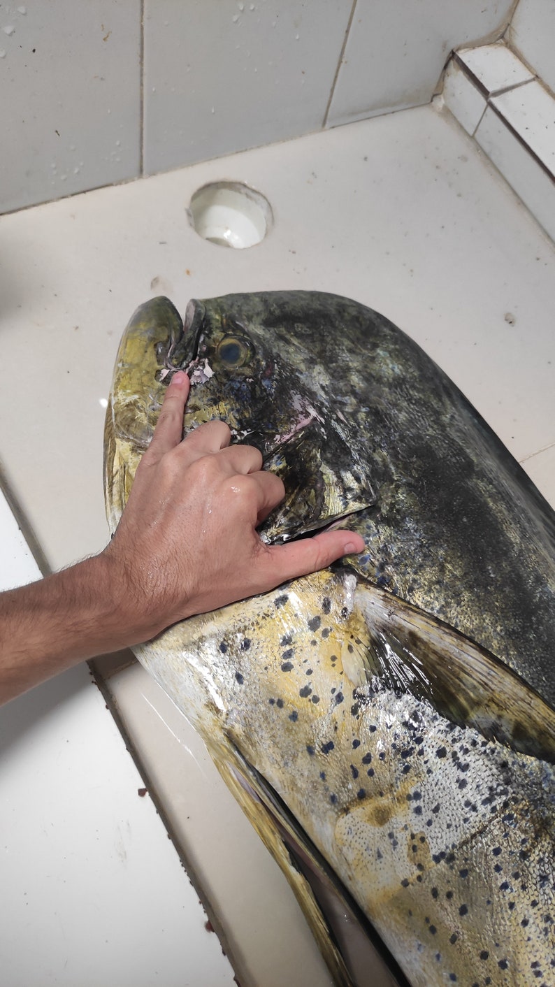 Lámina Big Bull Mahi Mahi Gyotaku De Adrià Bosch - Etsy