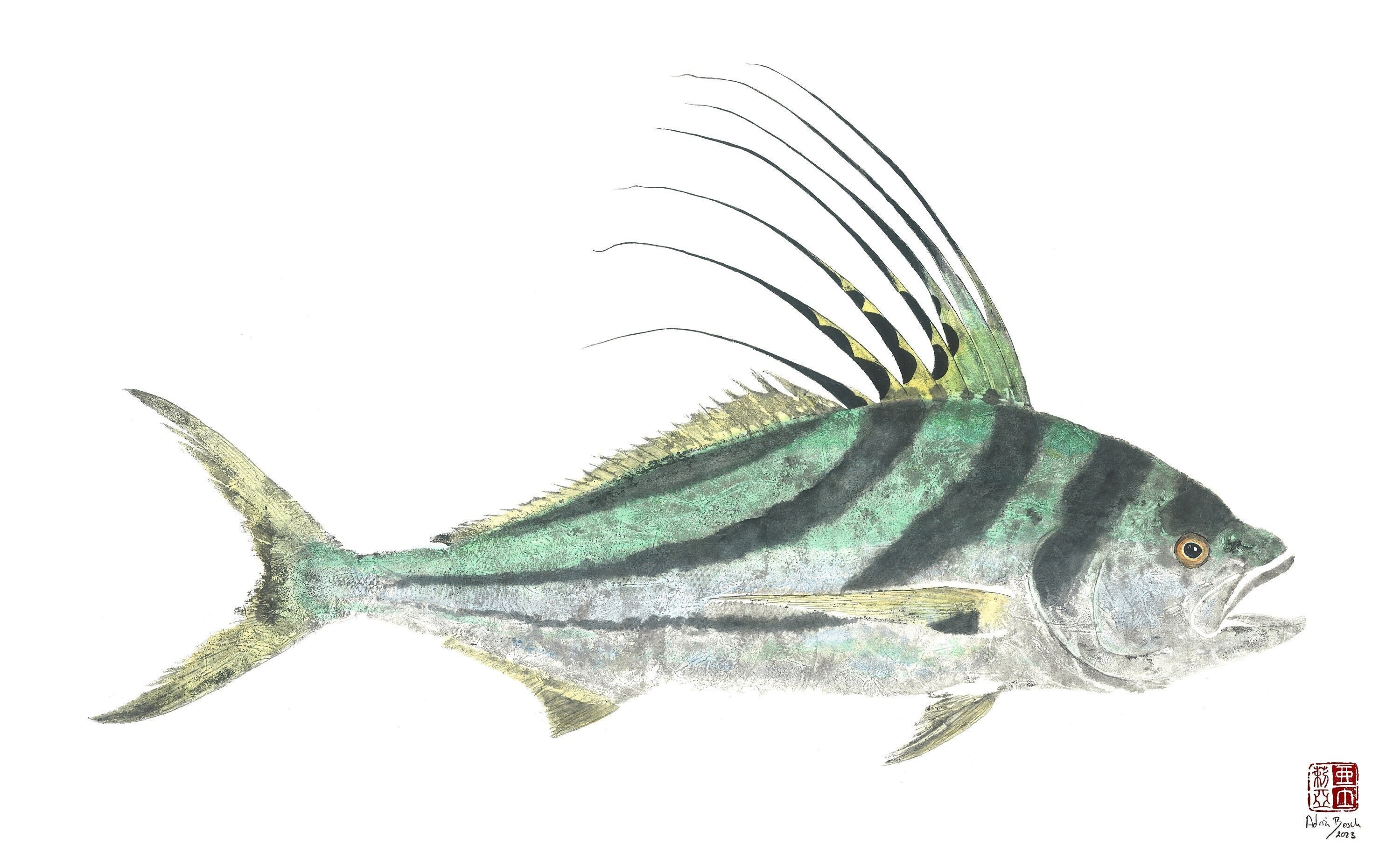 Rooster Fish Underwater