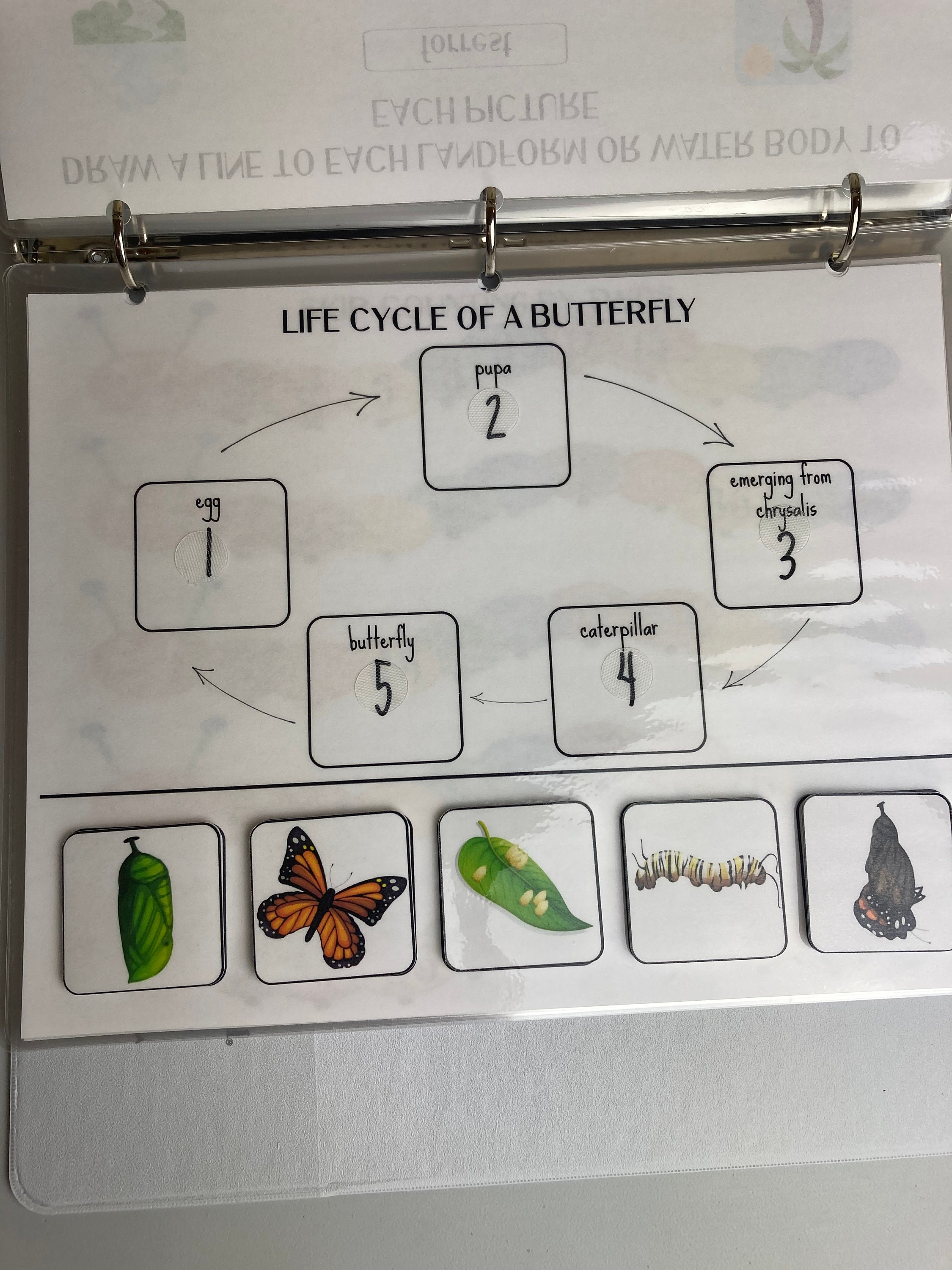 First Grade Binder First Grade Curriculum Busy Book - Etsy