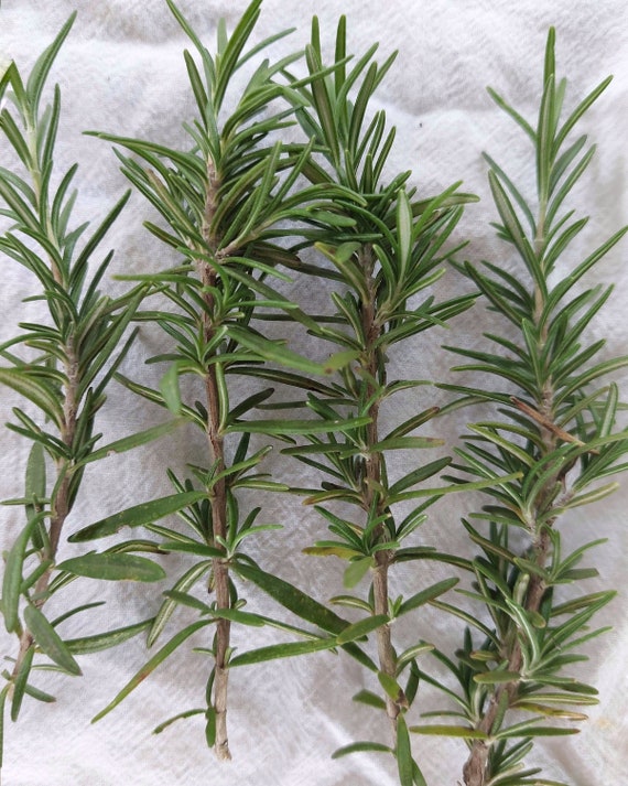 Bundles of Rosemary Sprigs 10 Piece Bundles of Fresh | Etsy