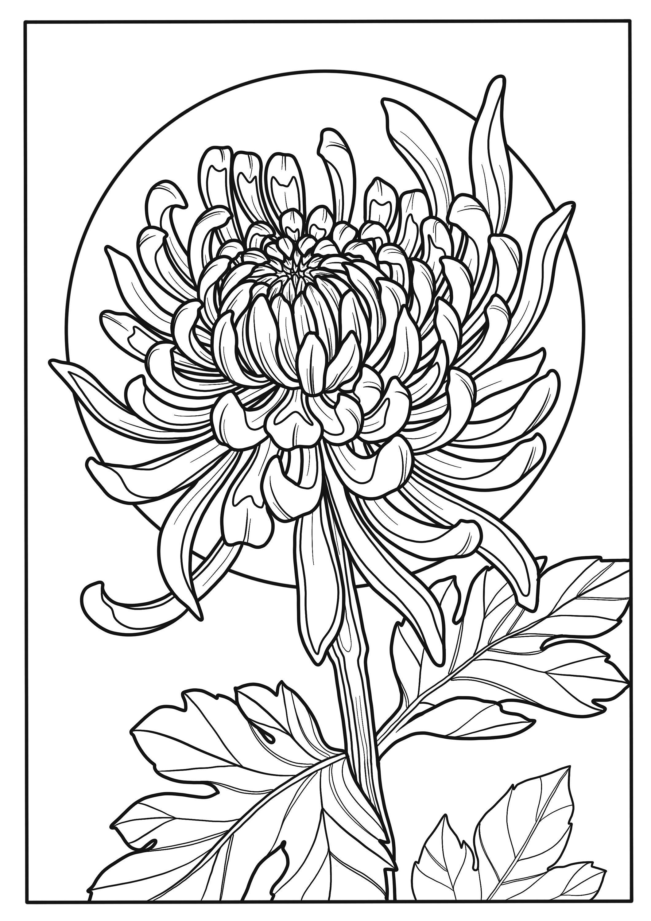 Chrysanthemum | A4 Printable Colouring Page | Art | Relaxing - Etsy UK