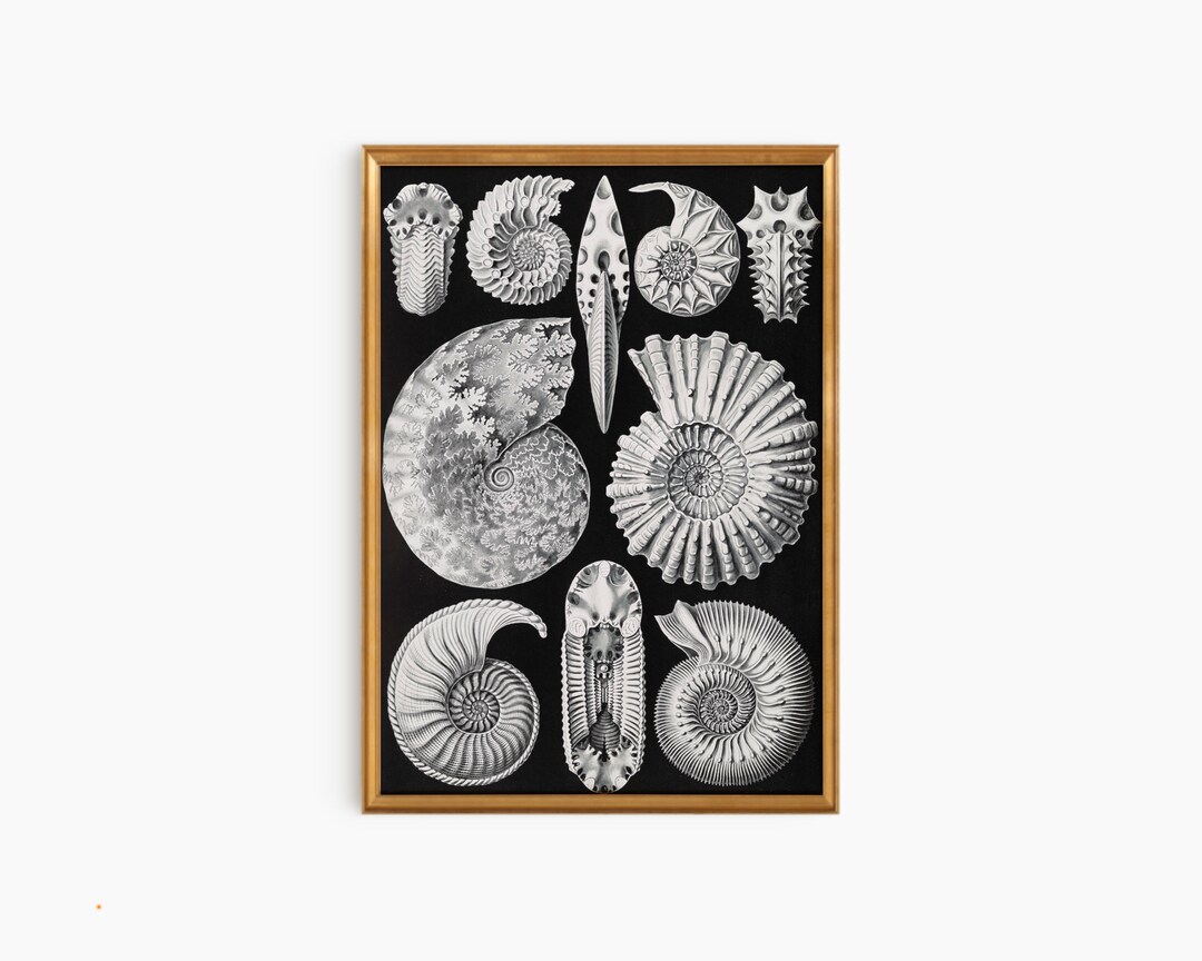 Vintage Seashells Print, Wall Art, Digital Art, Black and White Etching ...