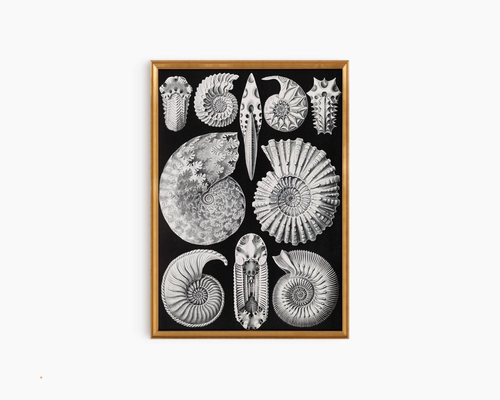 Vintage Seashells Print, Wall Art, Digital Art, Black and White Etching ...