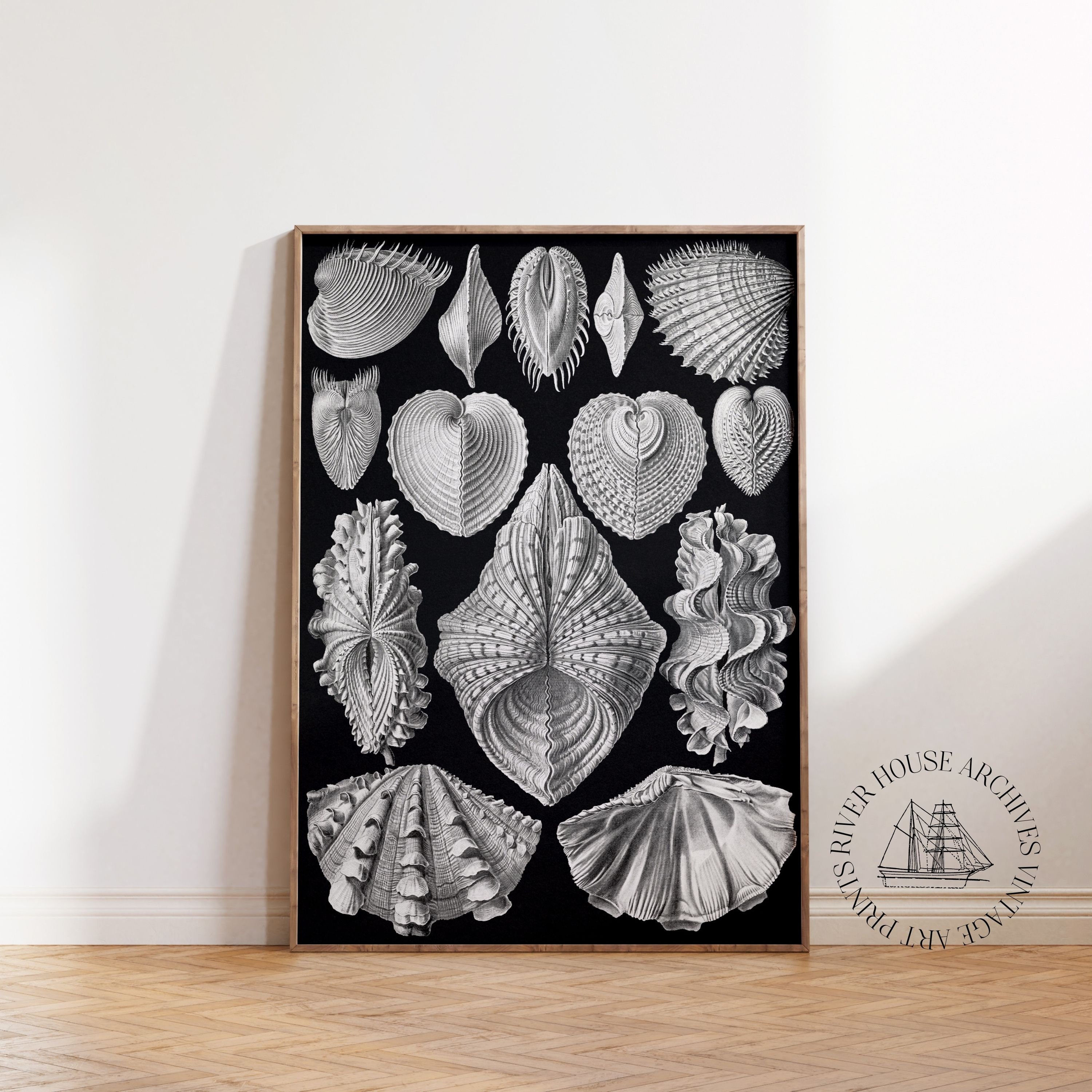 Vintage Seashells Print, Wall Art, Digital Art, Black and White Etching ...