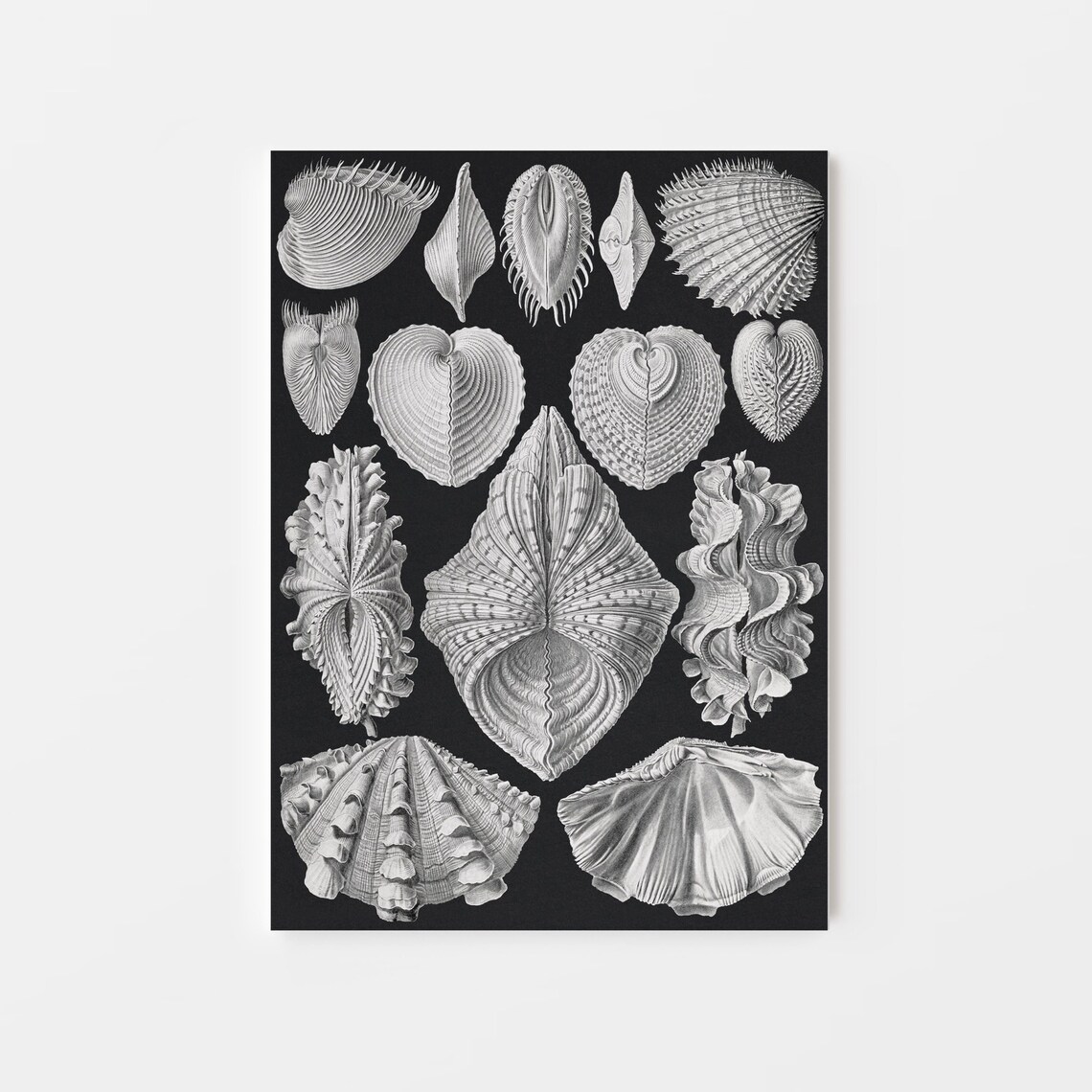 Vintage Seashells Print, Wall Art, Digital Art, Black and White Etching ...
