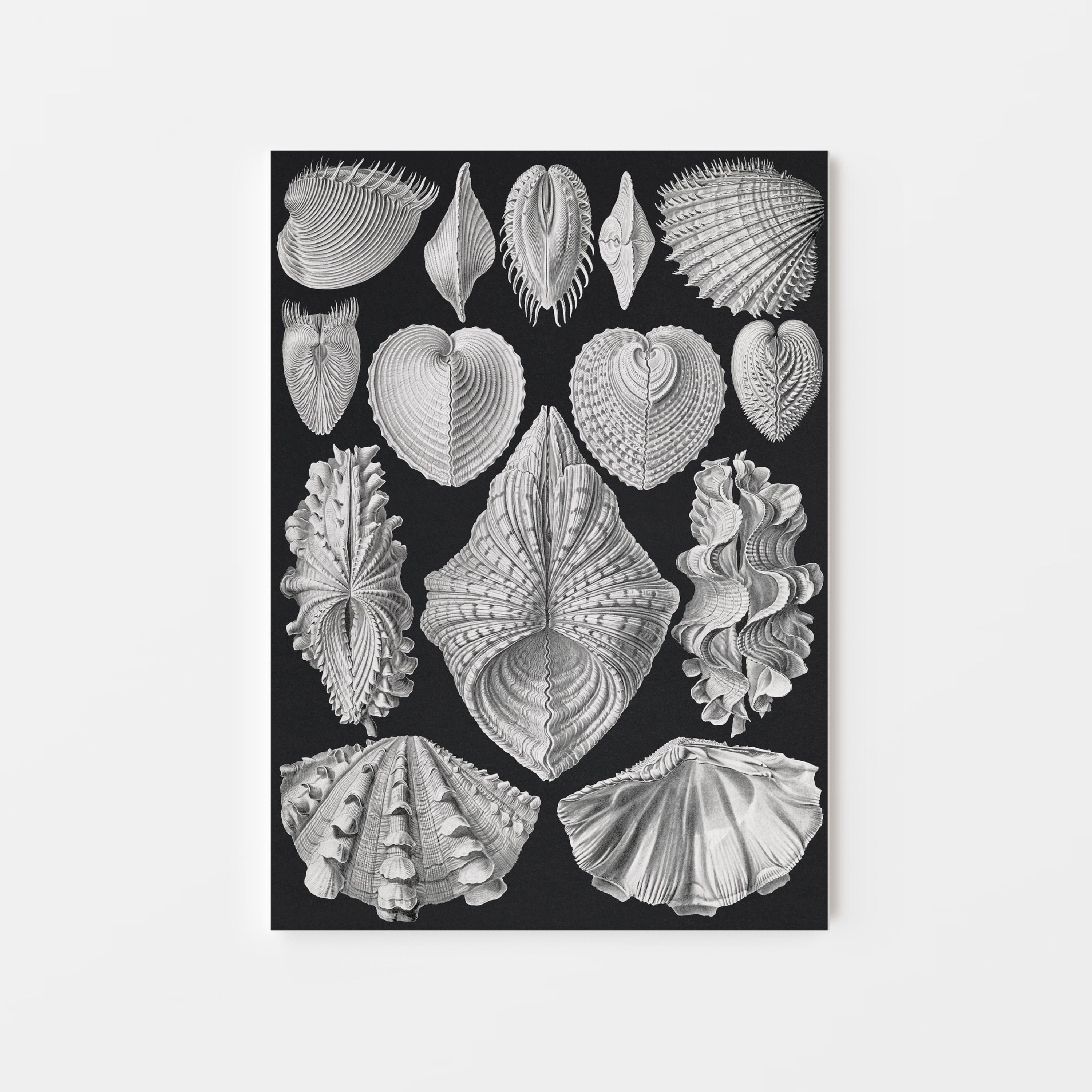 Vintage Seashells Print, Wall Art, Digital Art, Black and White Etching ...
