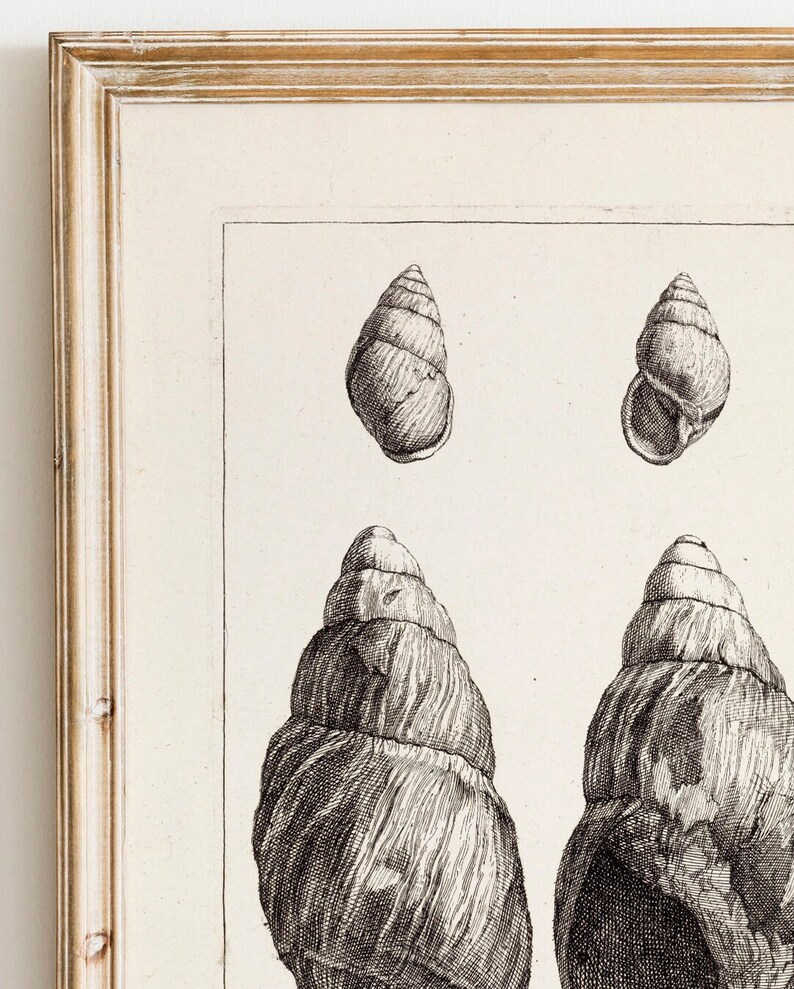 Vintage Sea Shells Print, Wall Art, Digital Art, Black and White ...