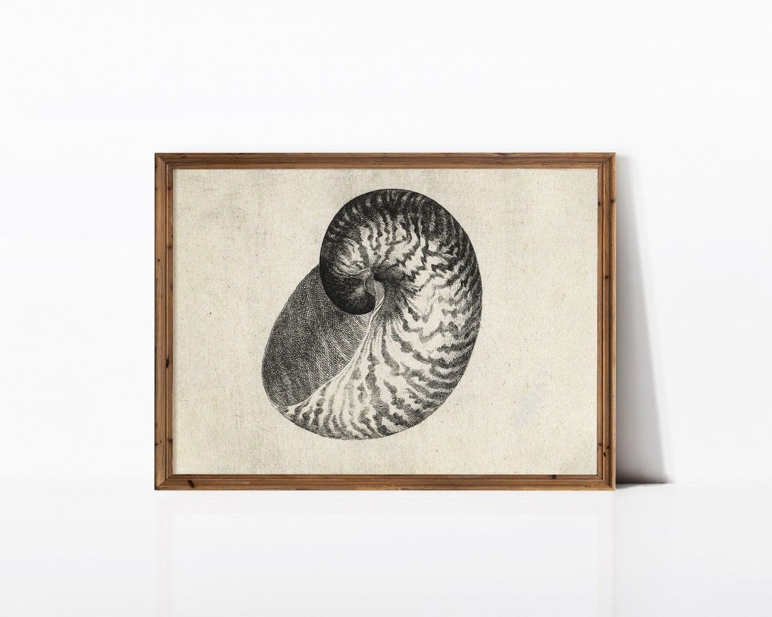 Vintage Nautilus Shell Print, Farmhouse Print,vintage Prints, Shell ...