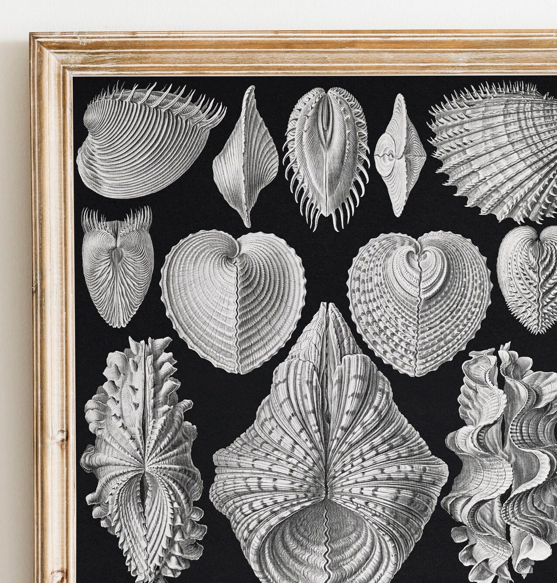 Vintage Seashells Print, Wall Art, Digital Art, Black and White Etching ...