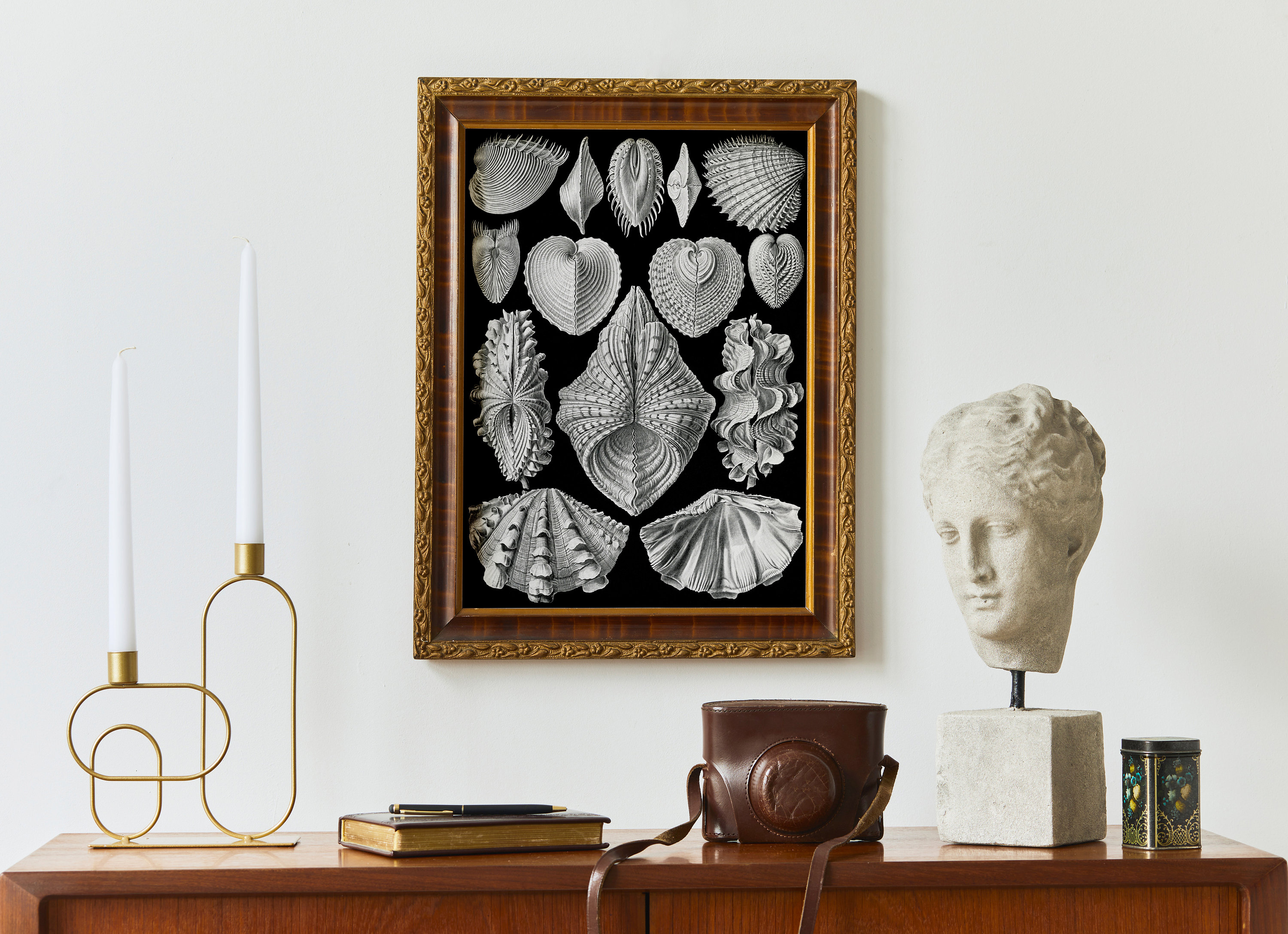 Vintage Seashells Print, Wall Art, Digital Art, Black and White Etching ...