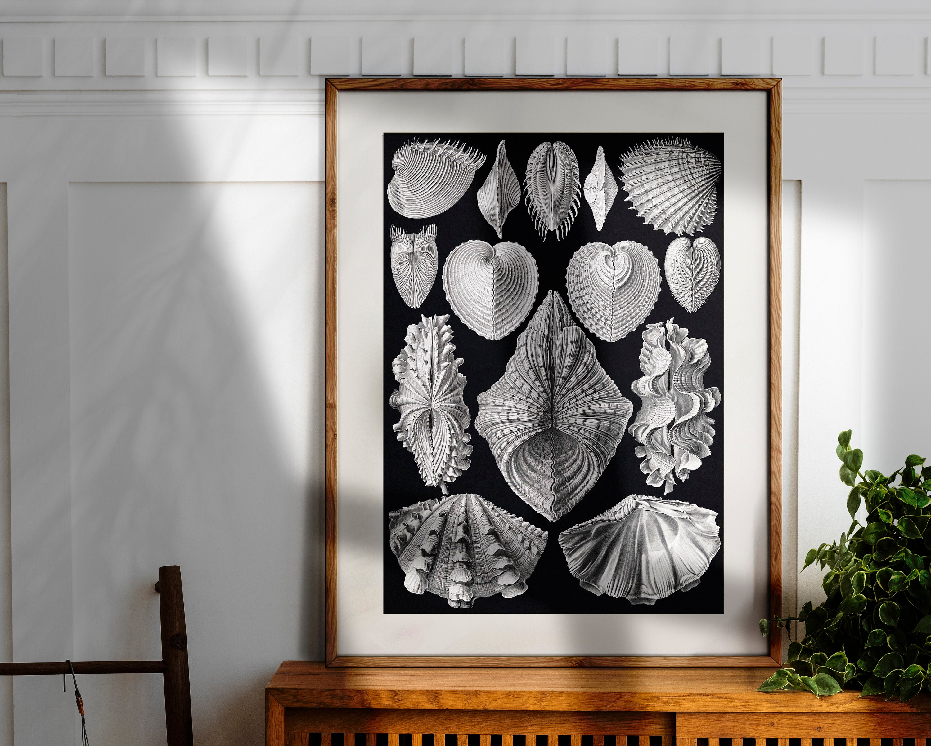 Vintage Seashells Print, Wall Art, Digital Art, Black and White Etching ...