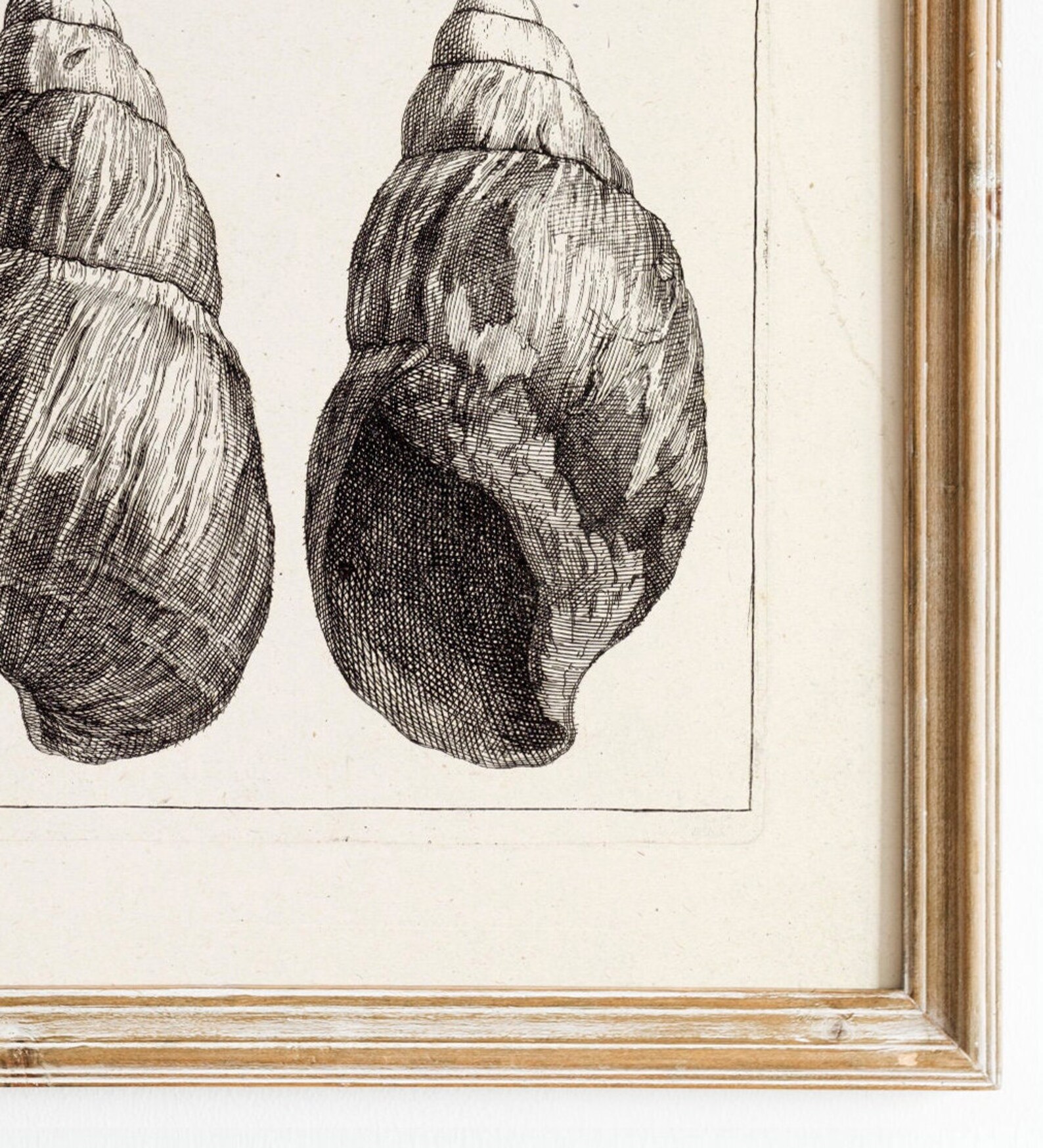 Vintage Sea Shells Print, Wall Art, Digital Art, Black and White ...