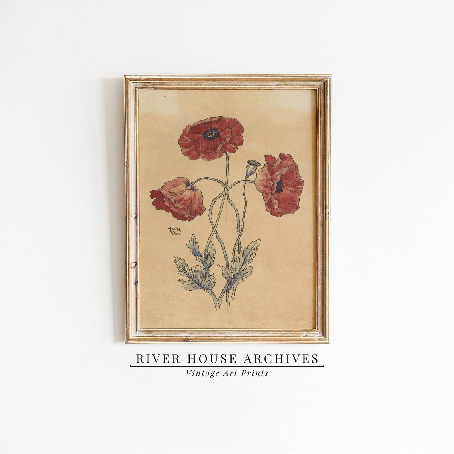 Vintage Poppy Prints,poppy Watercolor Print,vintage Flower Painting ...