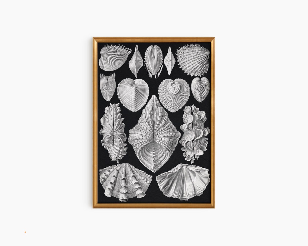 Vintage Seashells Print, Wall Art, Digital Art, Black and White Etching ...