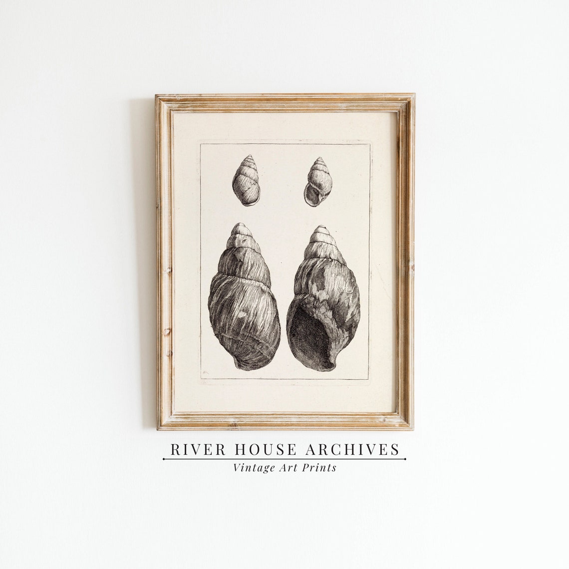 Vintage Sea Shells Print, Wall Art, Digital Art, Black and White ...