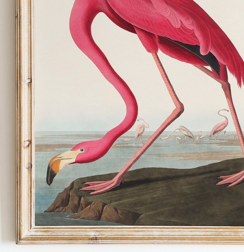 Vintage Pink Flamingo Print, Digital Download, Vintage Bird Print,retro ...