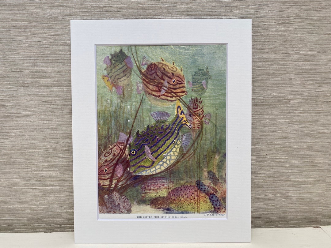 The Coffer Fish of the Coral Seas 1800s Book Plate From - Etsy