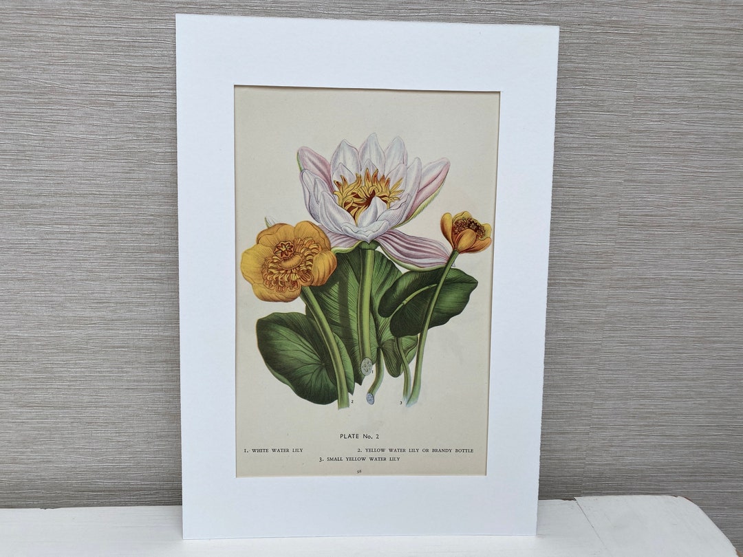 1940s Flower Ilustration From a Vintage Book 21 Cm X 30 Cm - Plate No 2 ...