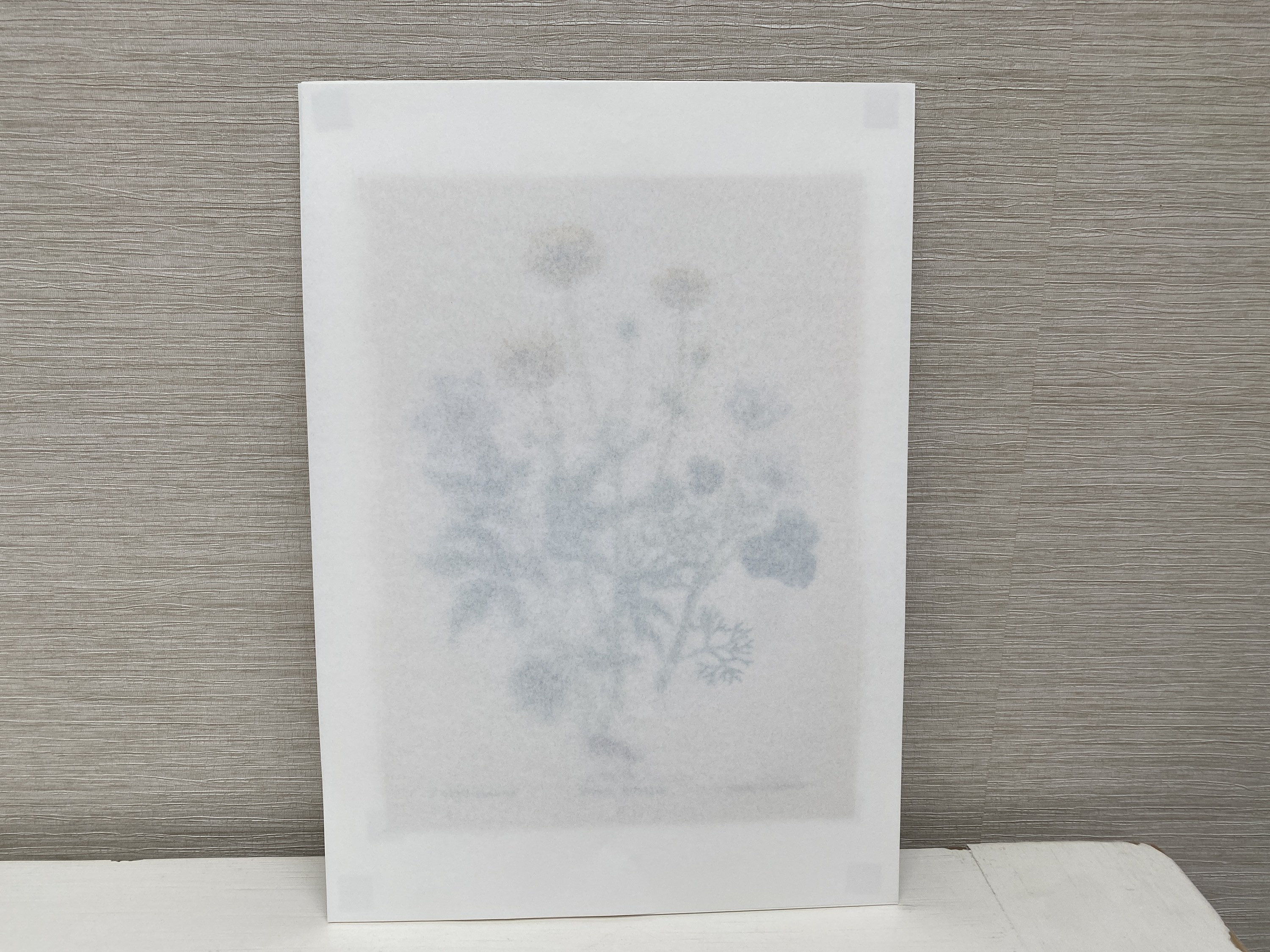 1940s Flower Ilustration From a Vintage Book 21 Cm X 30 Cm - Plate No 2 ...
