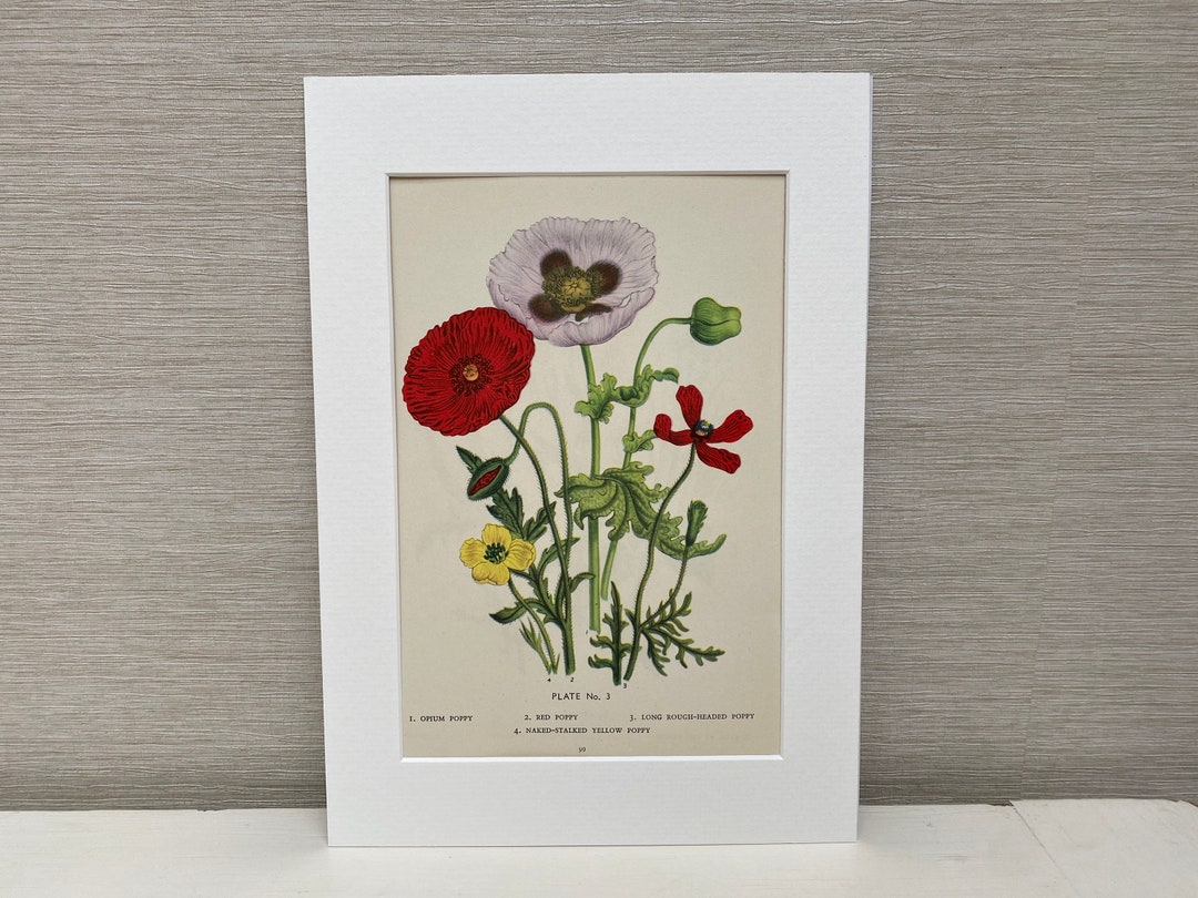 1940s Flower Ilustration From a Vintage Book 21 Cm X 30 Cm - Plate No 3 ...