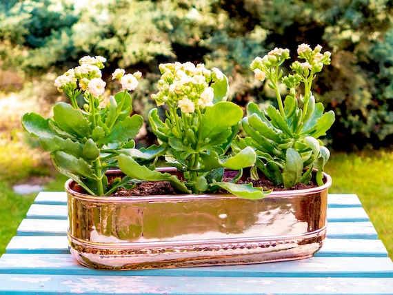 Copper Pots Window Boxes Planters Amazon.com : Achla Designs Plain