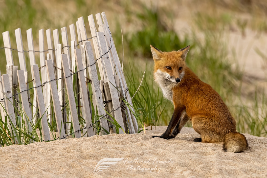 Red Fox on Beach, Wildlife Photography, Animal Photo Print or Canvas ...