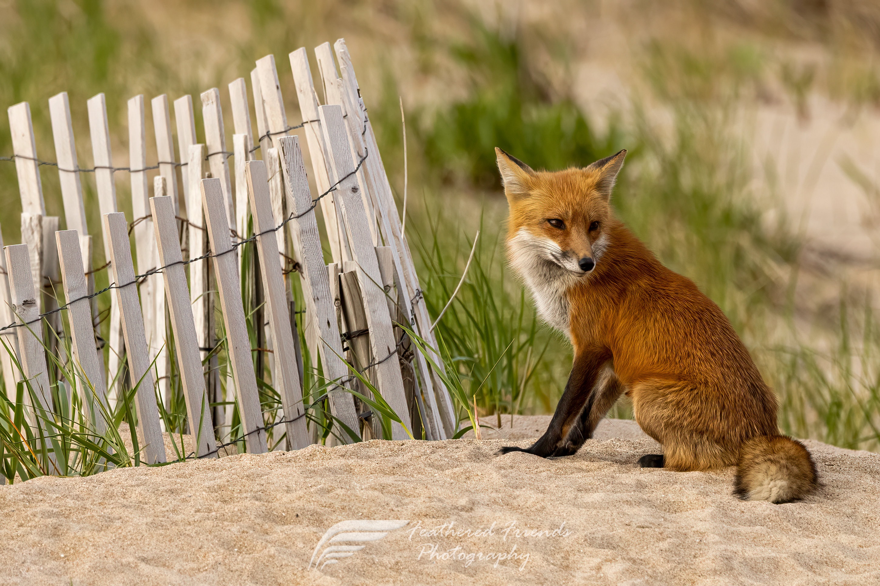 Red Fox on Beach, Wildlife Photography, Animal Photo Print or Canvas ...