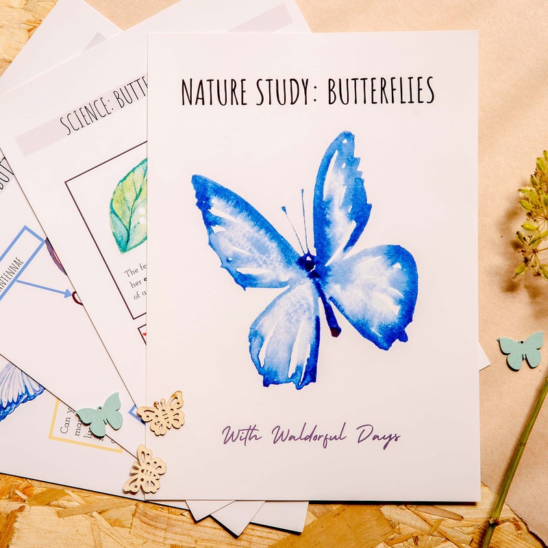 Butterfly Anatomy - Etsy