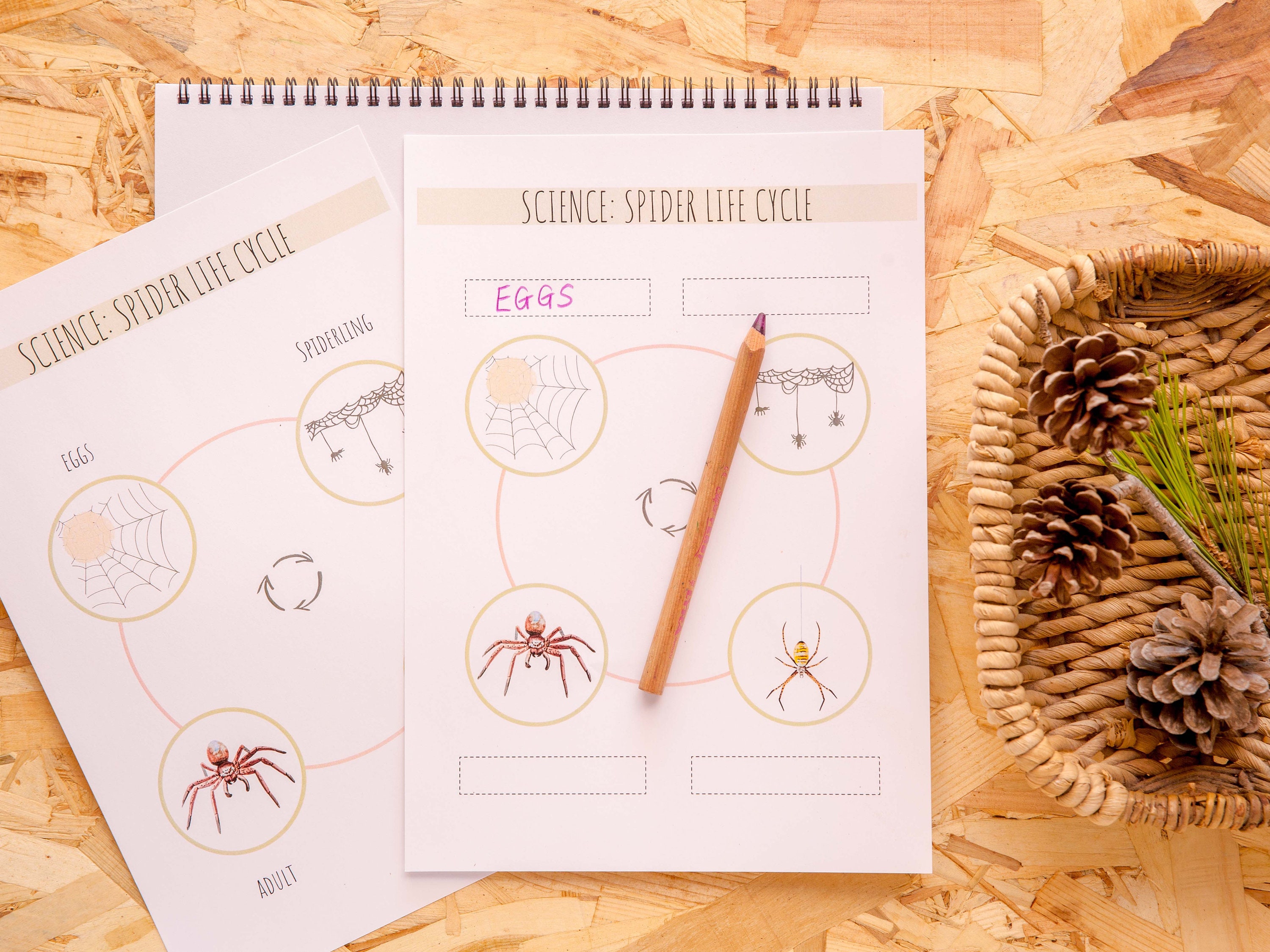 Spiders Journal for Kids, Digital Download, Waldorf Journal to Print at ...