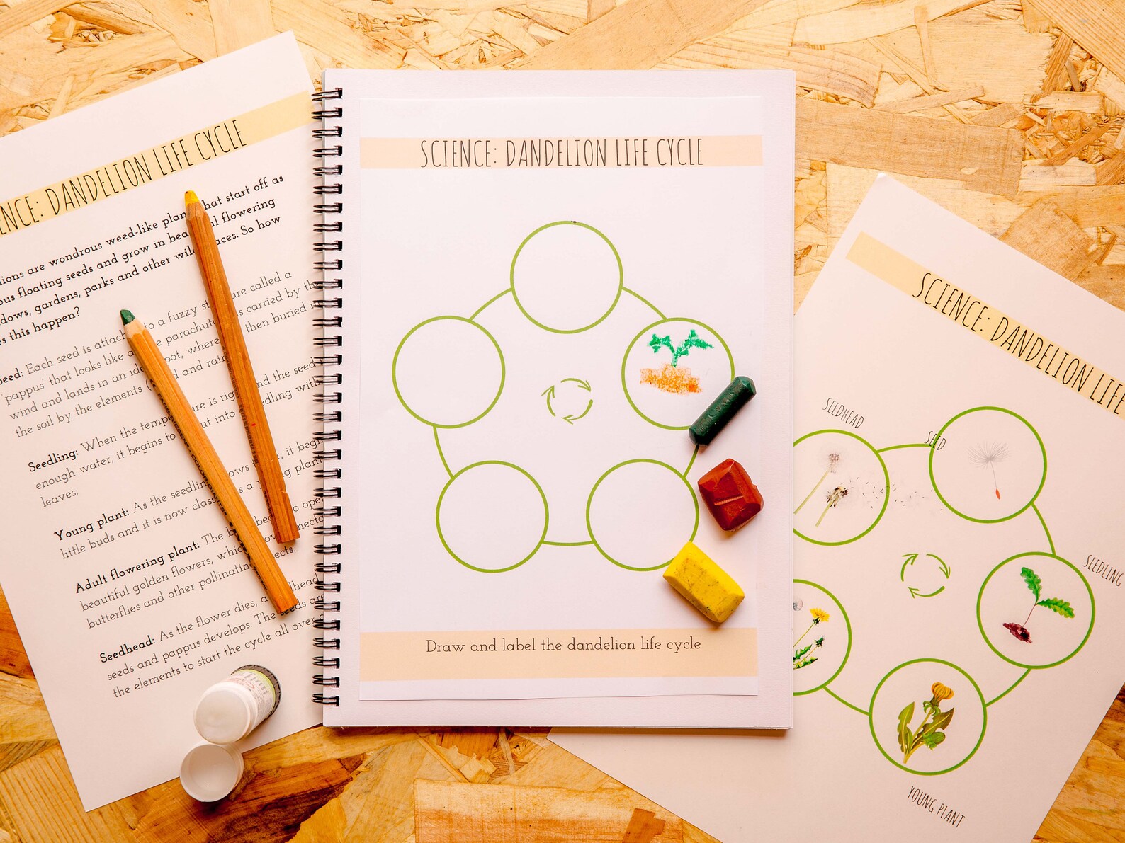 Dandelion Digital Journal, Printable Waldorf Journal, Dandelion Anatomy ...