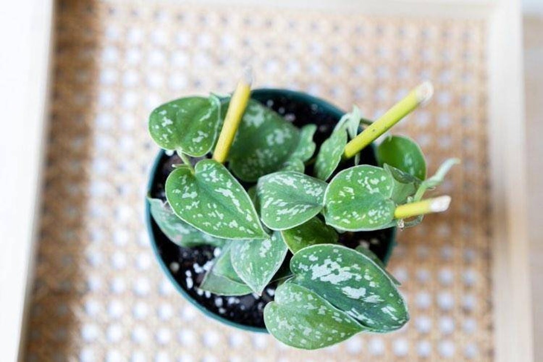 Scindapsus Pictus Cuttings, Satin Pothos, Live Climbing Plant, Rare ...