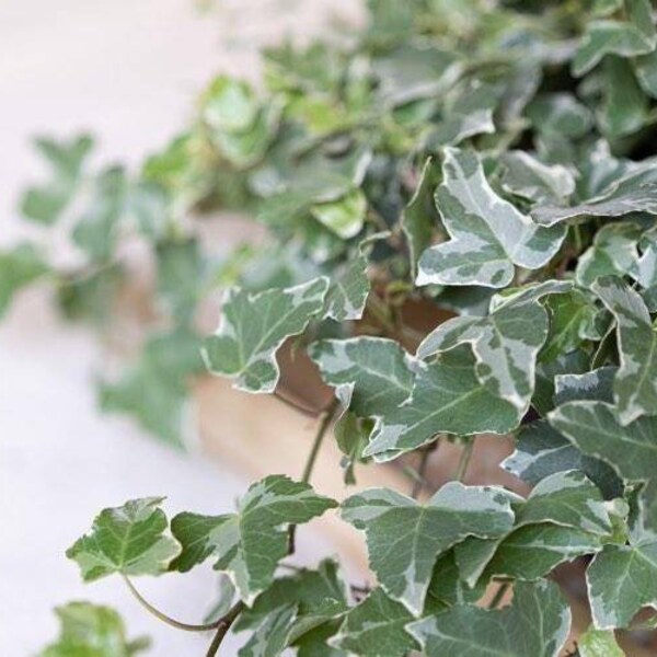 English Ivy Live Plant - Etsy