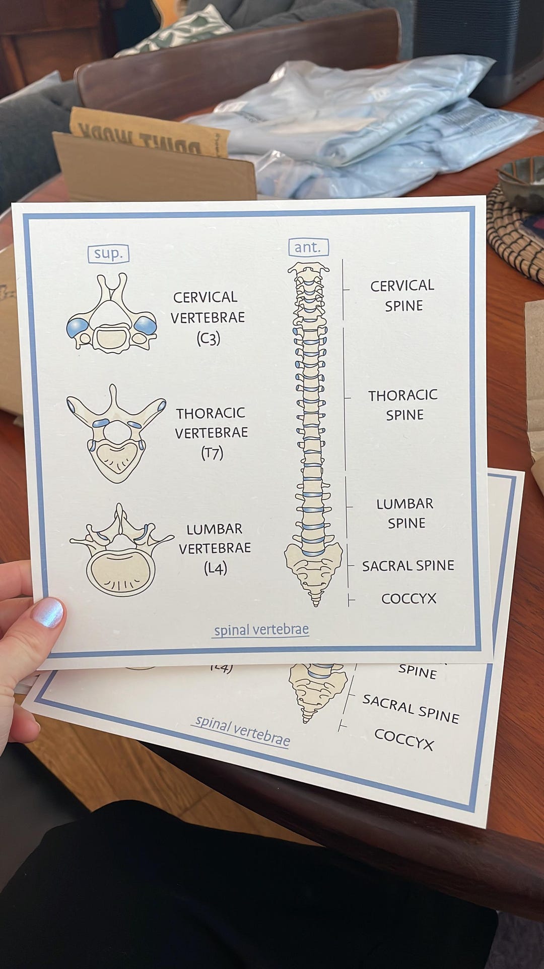 Detailed Spine Anatomy Diagram Artworks for Healthcare Clinics ...