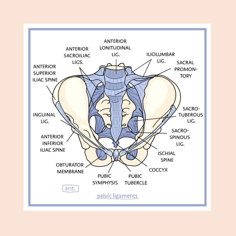 Detailed Pelvic Anatomy Diagram Artworks for Healthcare Clinics ...