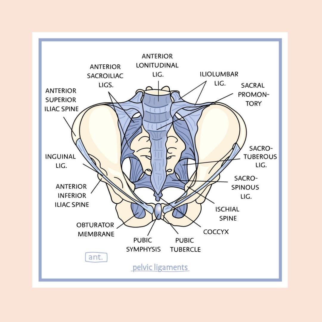 Detailed Pelvic Anatomy Diagram Artworks for Healthcare Clinics ...