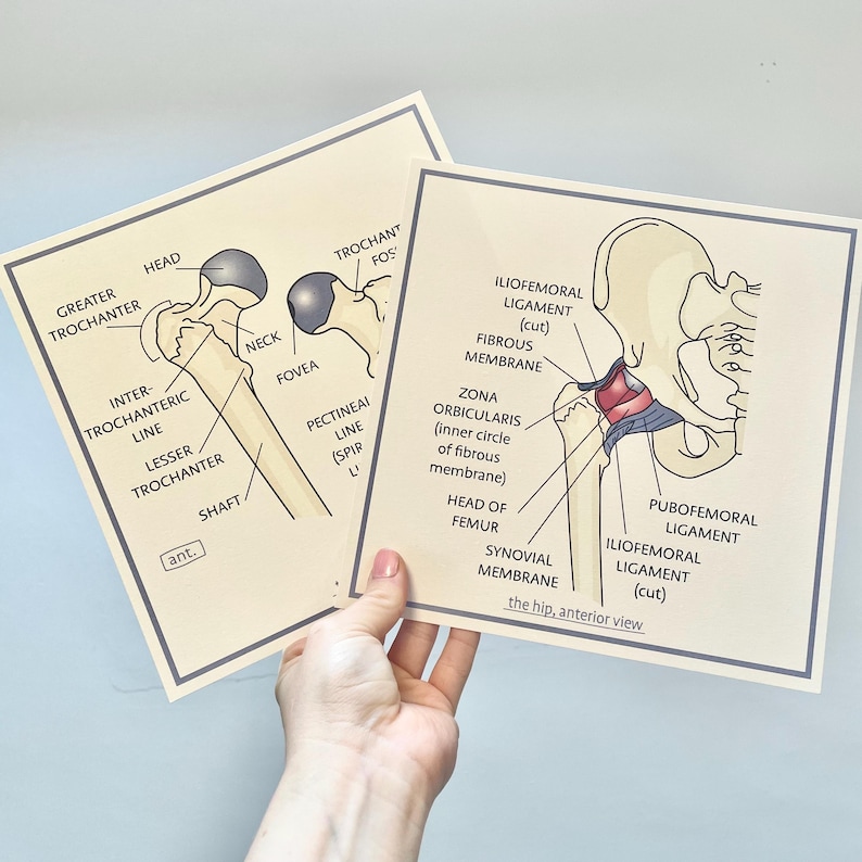 Detailed Hip Anatomy Diagram Artworks for Healthcare Clinics ...